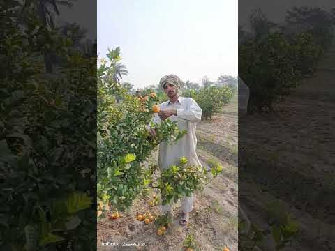Future Citrus Harvesting Live #CitrusHarvest #FruitPicking