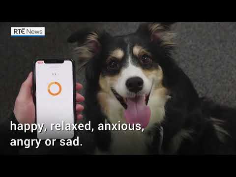 Collar can tell woof-ly what dog bark means, firm claims