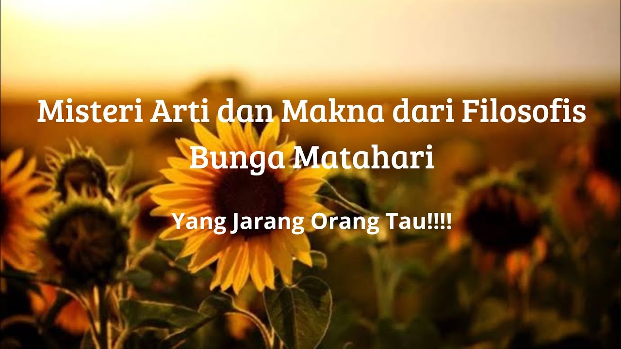 Arti dan Makna dari Filosofis Bunga Matahari