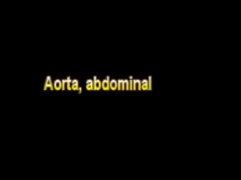 What Is The Definition Of Aorta, abdominal Medical Dictionary Free Online
