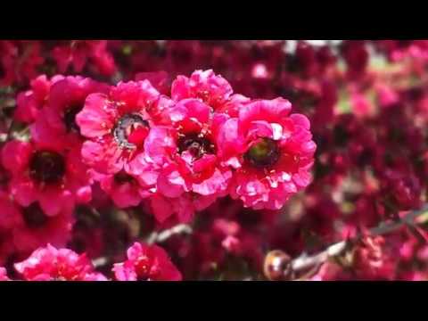 Leptospermum Scoparium 'Red Ensign' New Zealand Tea Tree