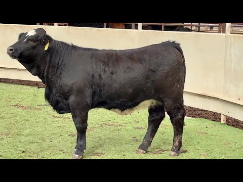 Beefmaster Simbrah Cross - J&J Cattle Co