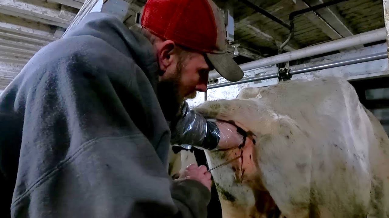 Artificially Inseminating A Cow l How To AI Breed Cattle