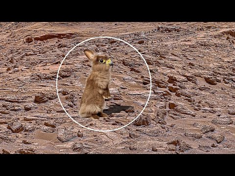 NASA Sends Stunning Images from Perseverance Rover on Mars - Sol 1244 | Perseverance Latest Video