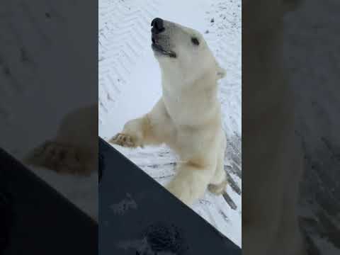 Polar Bear says hi