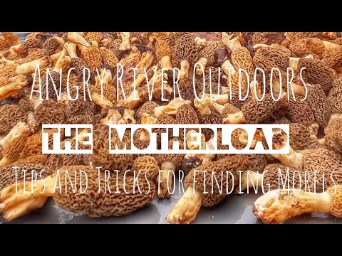Morel Mushroom Hunting tips and tricks// The Motherload Full version// SW Wisconsin public land