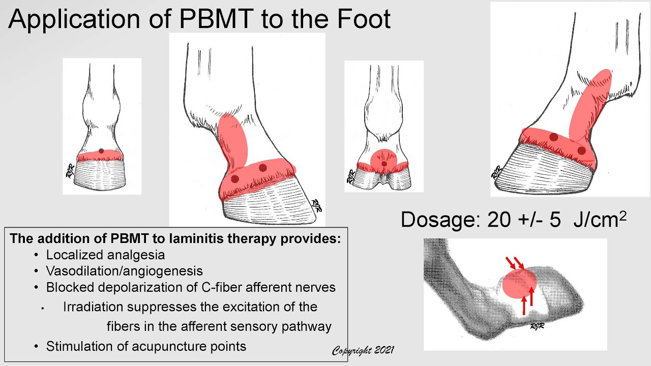 Laser Therapy Dosages to the Equine Patient by Dr Ron RIEGEL