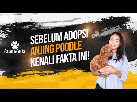 fakta unik tentang anjing poodle yang gak banyak orang tahu!