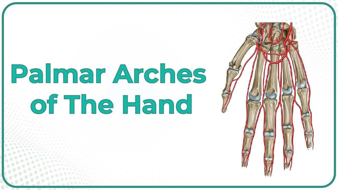 Palmar Arches of the Hand Animation : Superficial and Deep Palmar Arch | USMLE Review