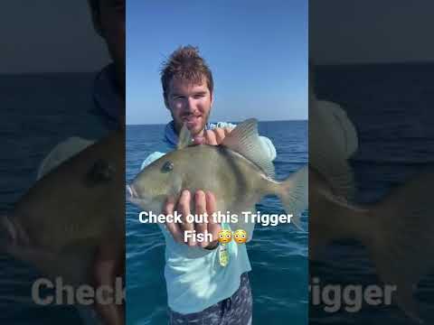 Unique Feature of a trigger fish check it out!!