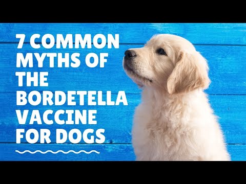 7 Common Myths About the Bordetella Vaccine for Dogs