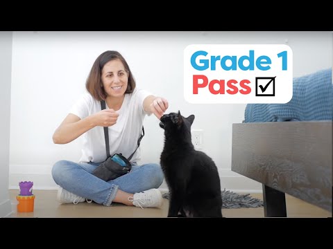 Can your cat pass Cat School Grade 1?