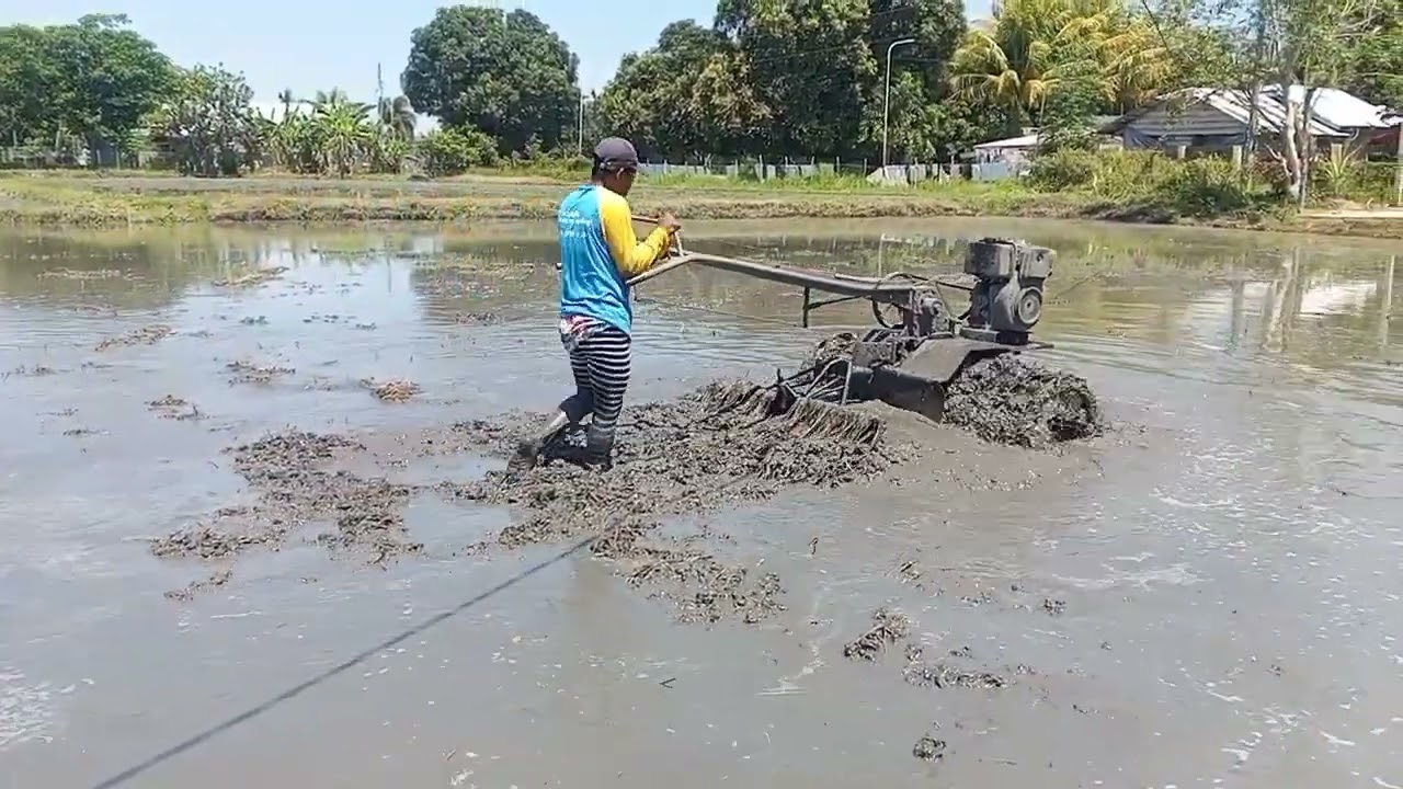 HAND TRACTOR | RICE FIELDS HAND TRACTOR | HARROWING USING HAND TRACTOR | TRACTOR #viral #tools #yt 