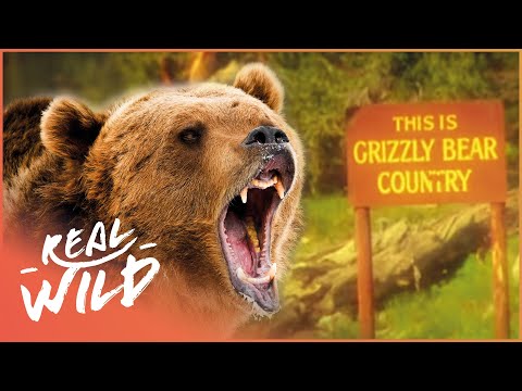 GRIZZLY: El oso más peligroso del mundo | Crepúsculo