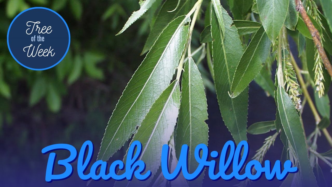 Tree of the Week: Black Willow