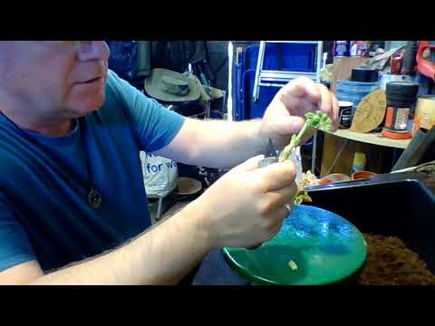 taking geranium cuttings