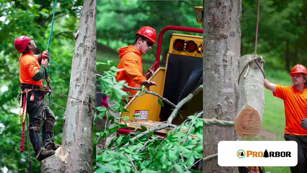 Tree Care Service Gainesville Va (703) 209-7247 Tree Removal - Trimming - Pruning