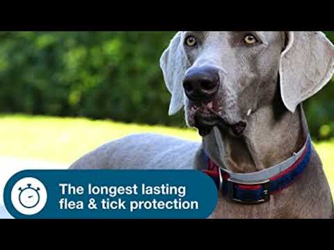 8 Months of Protection? š¾ Seresto Flea & Tick Collar Review | Vet-Recommended for Large Dogs!