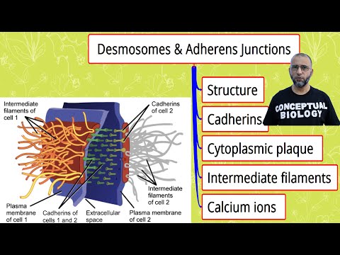 Desmosomes & Adherens junction with Dr. Sohail Jamil Qureshi l MDCAT Biology l AP Biology
