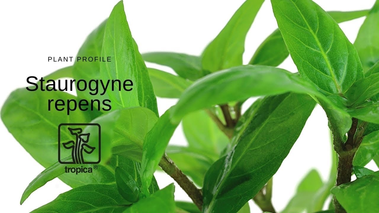 Staurogyne repens