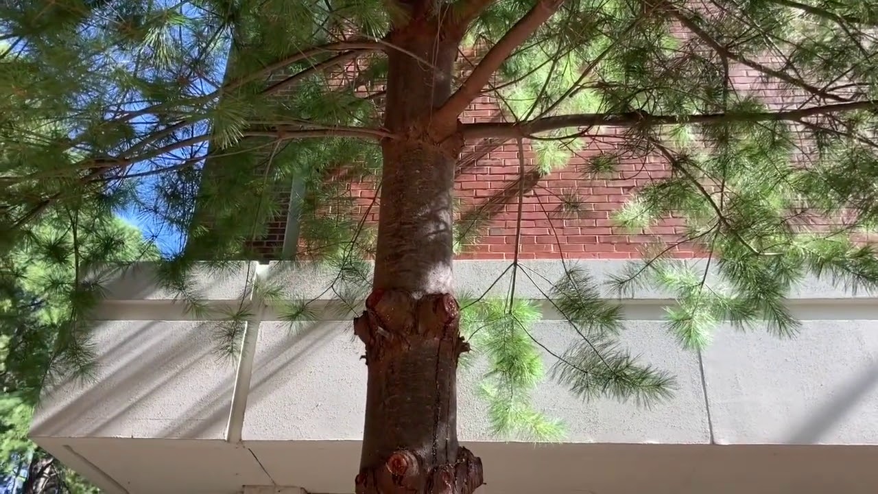 Pinus strobus (eastern white pine)