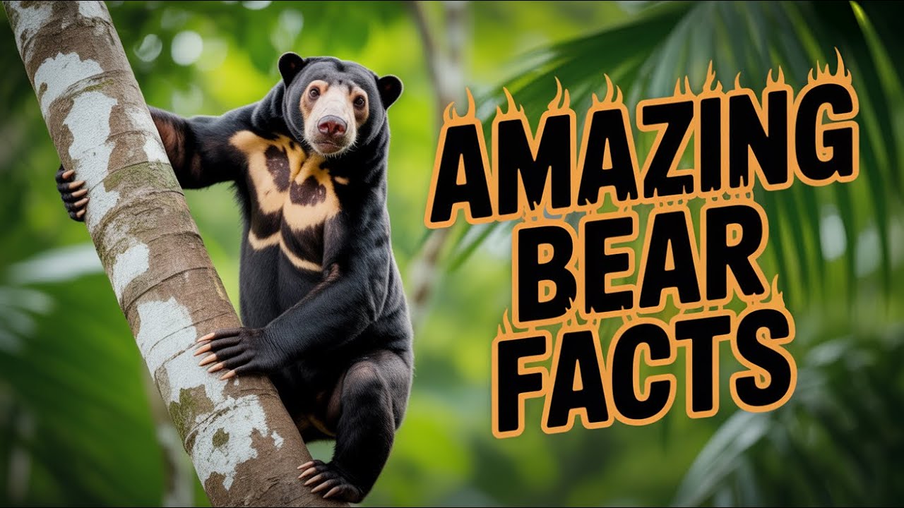 Discover 8 Bear Species!