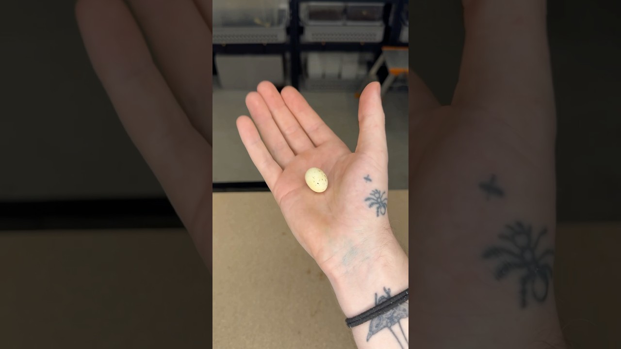 Egg to Adult - Part 1