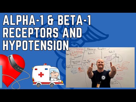 How Adrenergic Receptors Control Heart Rate and Blood Pressure