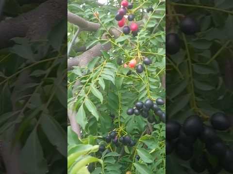 My curry leaf plant #curry leaf fruits #interestingfacts #amazingfacts
