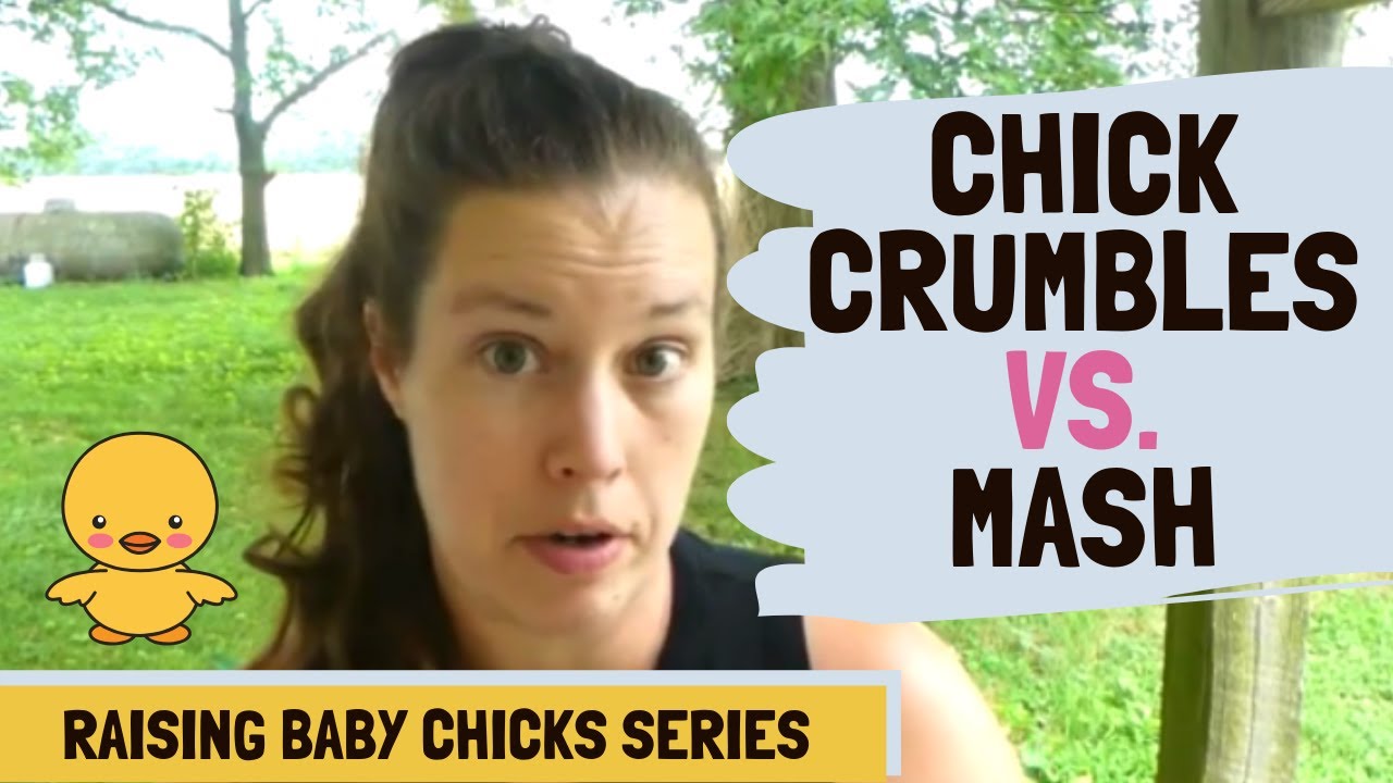 Should Baby Chickens Eat Crumbles or Mash
