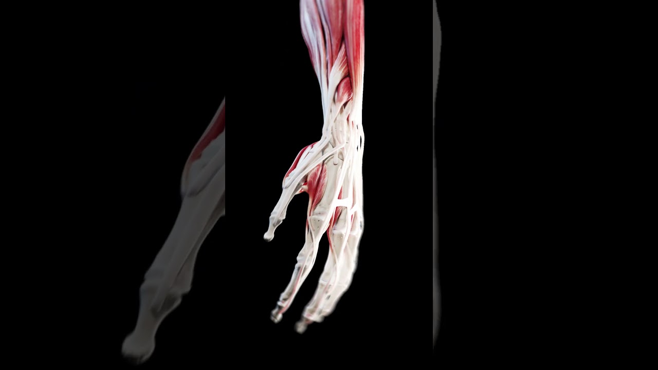 3d anatomy of the hand  #anatomy #meded
