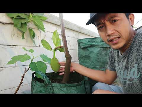 NANGKA DALAM POT BERBUAH CARA MENANAM PEMANGKASAN PEMUPUKAN PEMBUAHAN