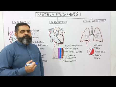 Serous Membranes Urdu/Hindi medium @prof.masoodfuzail| Peritoneum | Pericardium | Pleura