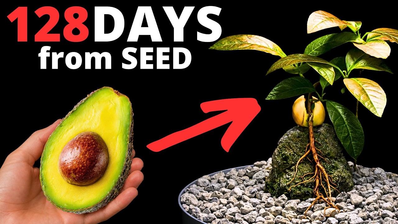 This is HOW I Grew an Avocado Bonsai From Seed!