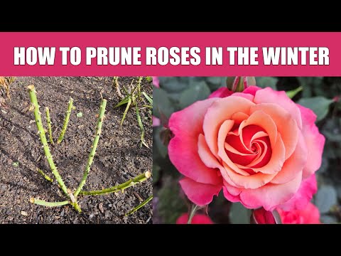 How to prune roses in the winter
