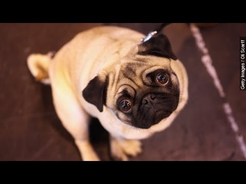 The Power Of Puppy-Dog Eyes Explained By Science