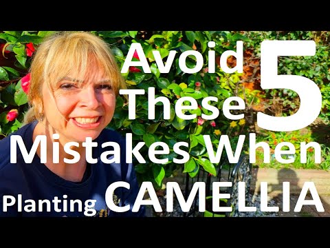 Avoid these 5 Mistakes When Growing and Planting Camellias