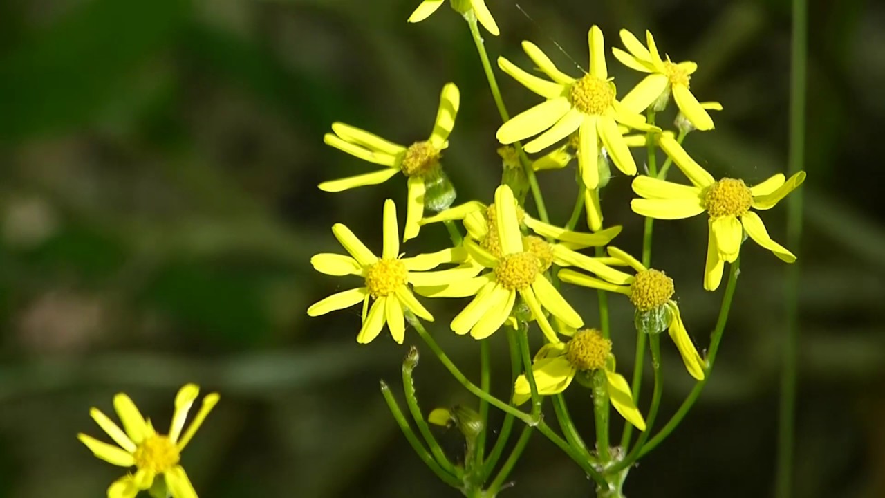 Rich Forests: Roundleaf Ragwort