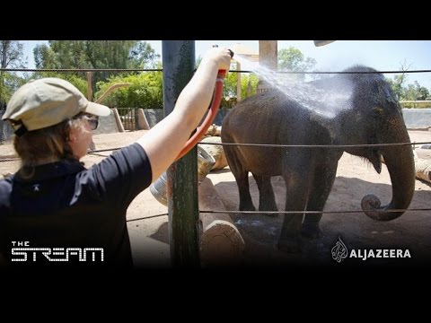 The Stream - Rethinking zoos