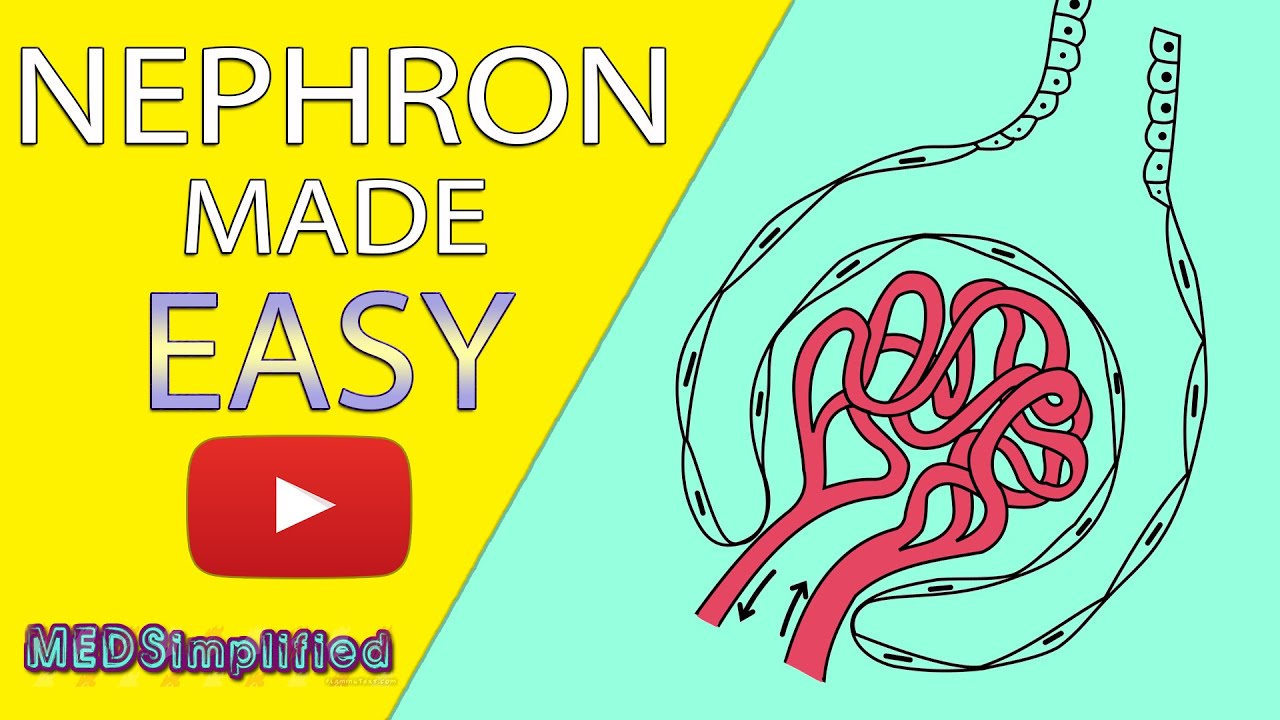 Nephron Diagram Anatomy Pinterest Radiology Humor