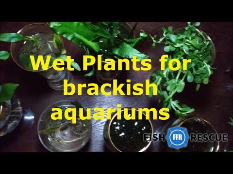 Wet plants for brackish aquariums