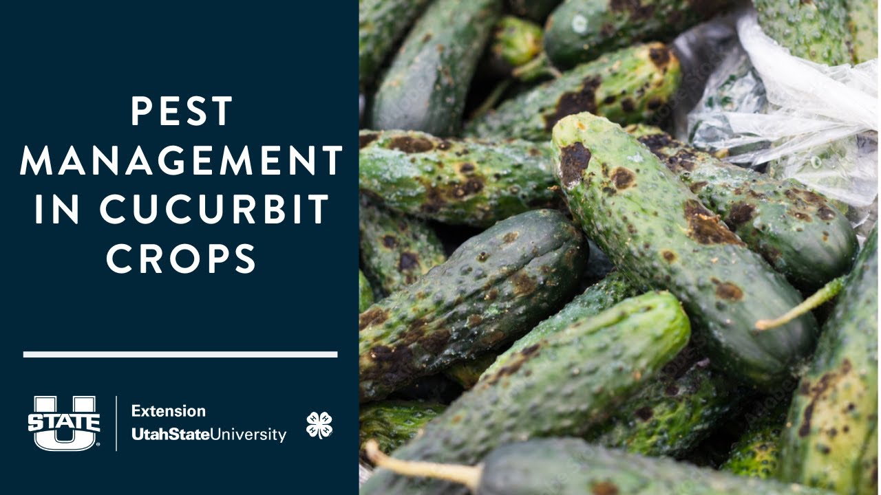 Pest Management in Cucurbit Crops