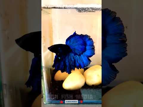 Full blue Halfmoon betta fish 💙 | One month betta fish transformation #shorts #shortfeed