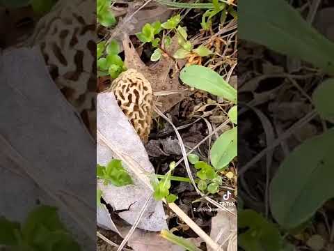 Morel Mushroom Hunting w/ 3 Generations in Oklahoma 2022