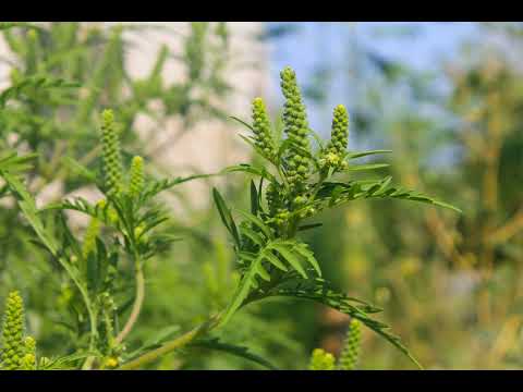 Ragweed Allergy Symptoms
