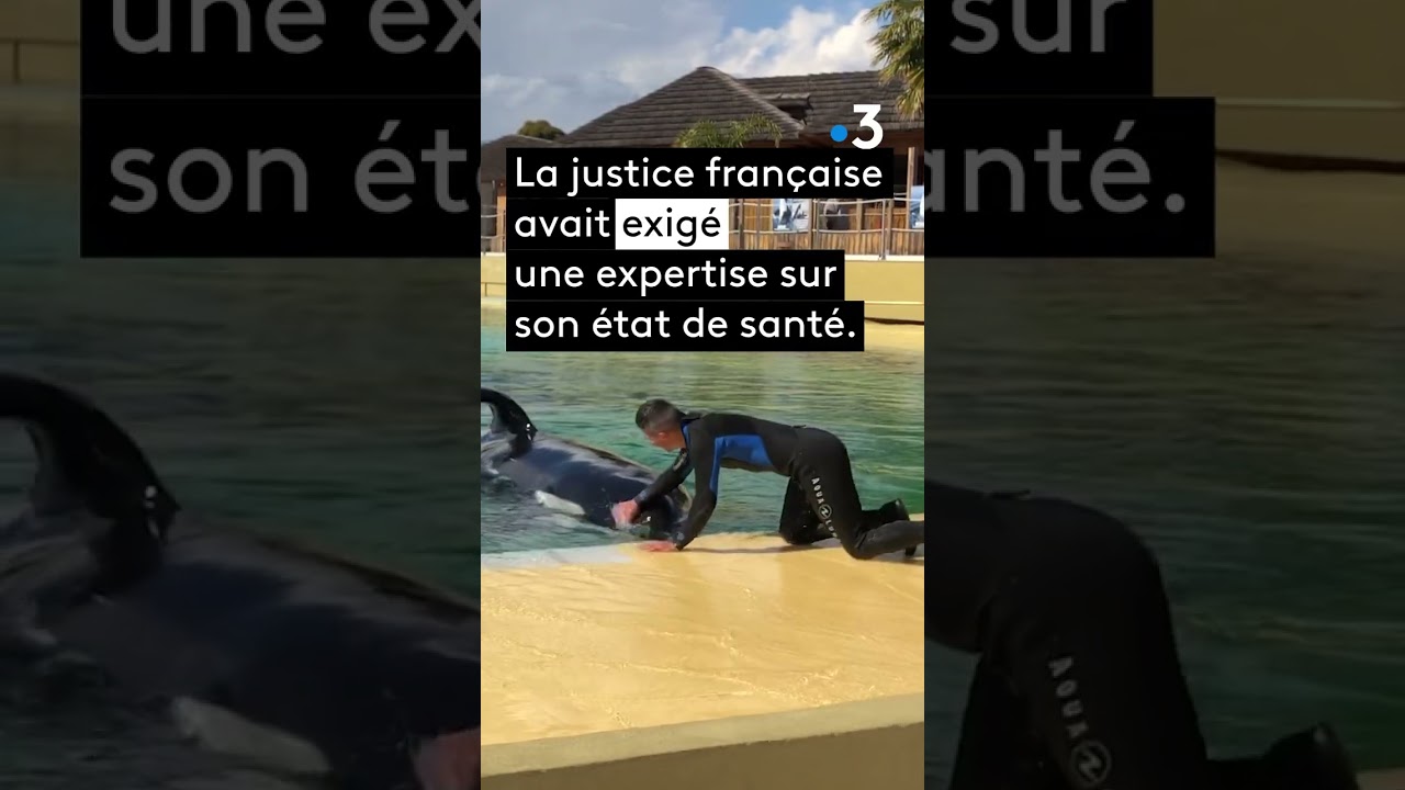 La mort de l'orque Inouk au parc Marineland d'Antibes - Cannes Tendances