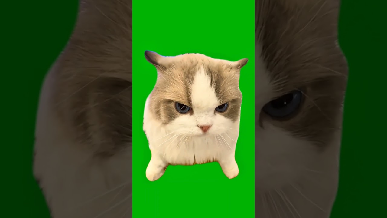Angry Judging Cat Green Screen | Meme Template for Reactions