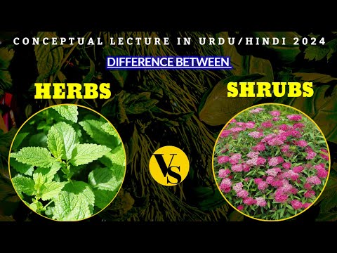 Herbs vs Shrubs | Urdu/Hindi Explanation | Identify Plants Easily. #herbs #shrubs #tree #creeper