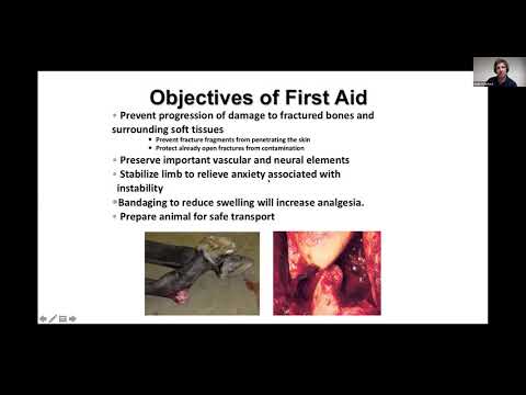 Equine Emergencies