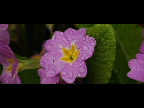 FLOWERS | A short film